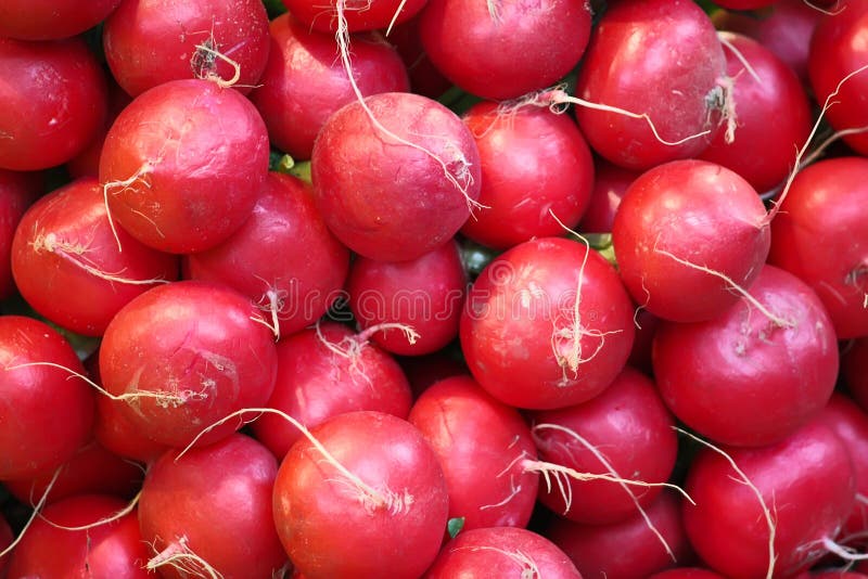 Ravanello immagine stock. Immagine di naughty, agricoltura - 19584089