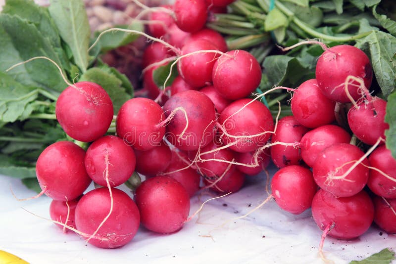 Ravanello fotografia stock. Immagine di verdura, fresco - 29256156