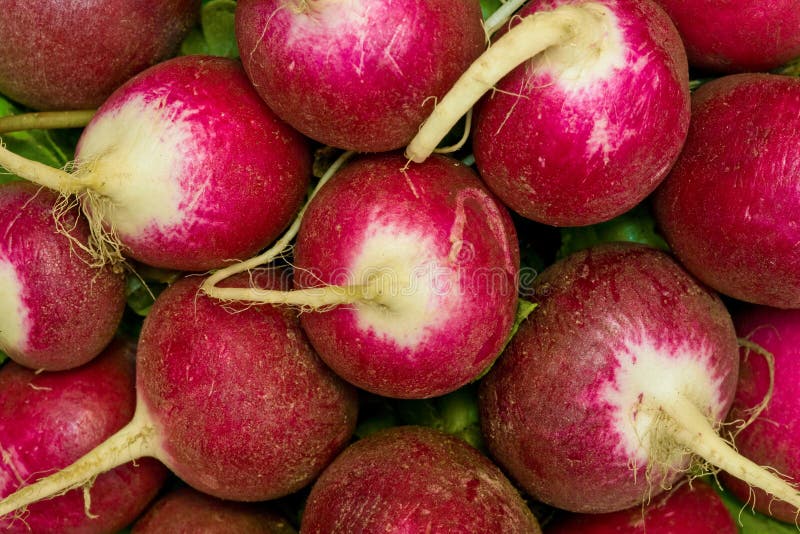Ravanello fresco fotografia stock. Immagine di verde, chiaro - 3308218