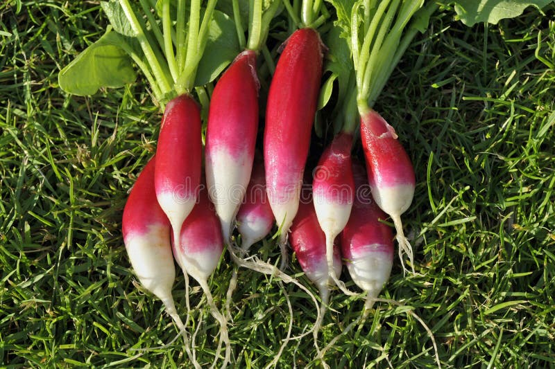 Pianta Della Radice Del Ravanello Rosso Bordo Di Legno, Fondo Di ...