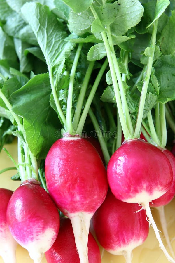 Ravanello immagine stock. Immagine di fogli, raccolto - 9219431