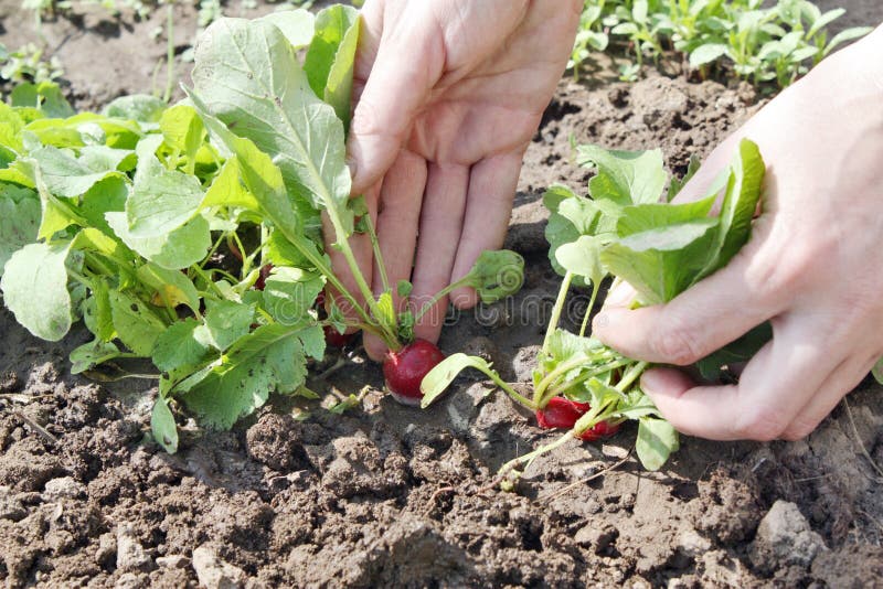 Ravanello da orto immagine stock. Immagine di nave, aperto - 9442707