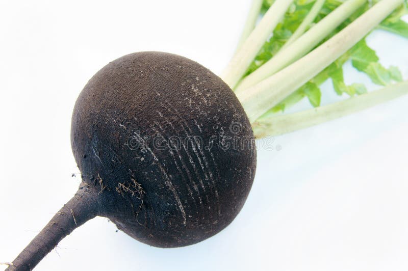 Ravanello nero fotografia stock. Immagine di nero, frutta - 13099486