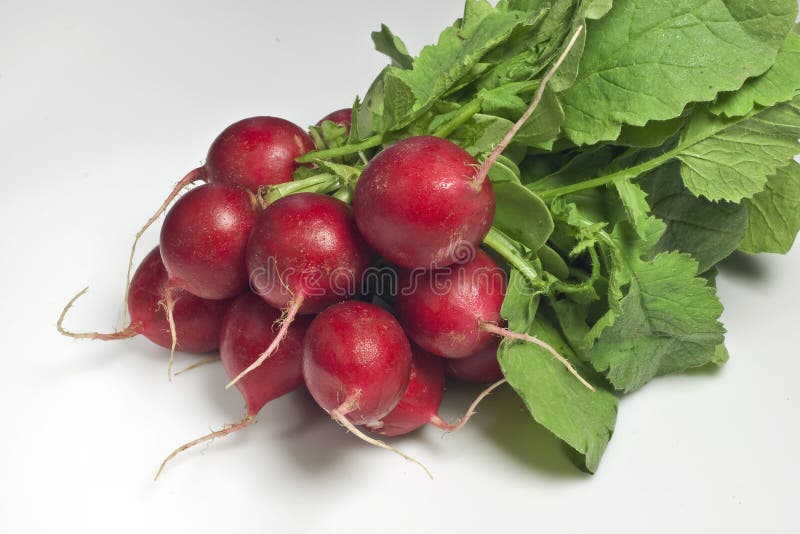 Ravanello rosso immagine stock. Immagine di estate, tabella - 15047293