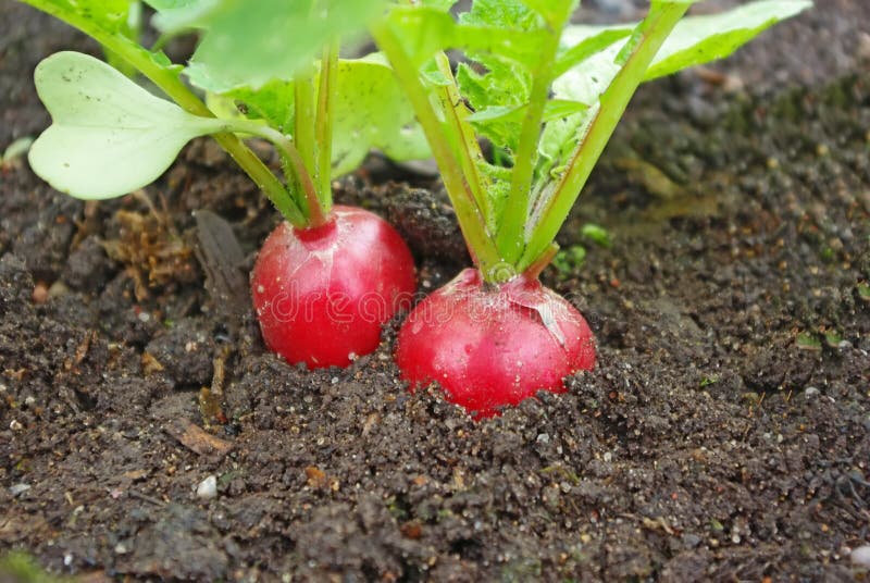 Ravanello rosso fotografia stock. Immagine di grezzo - 56583774