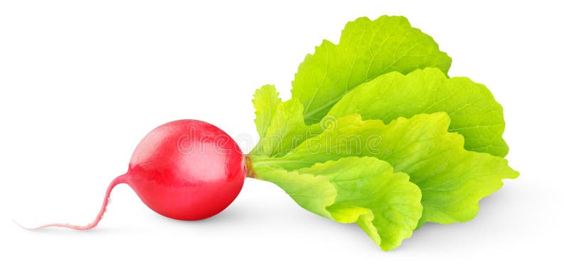 Ravanello rosso fotografia stock. Immagine di maturo - 22829550