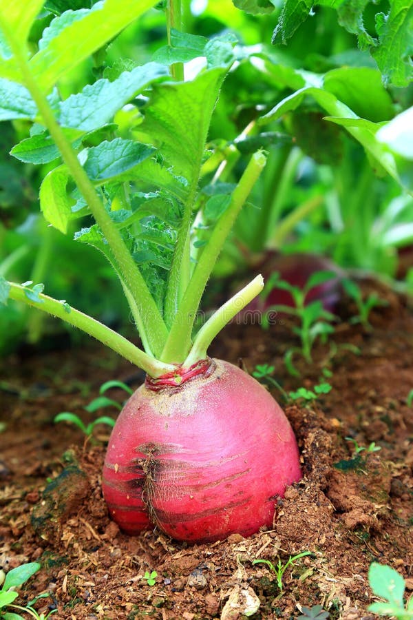Ravanello rosso immagine stock. Immagine di giardino - 28909569