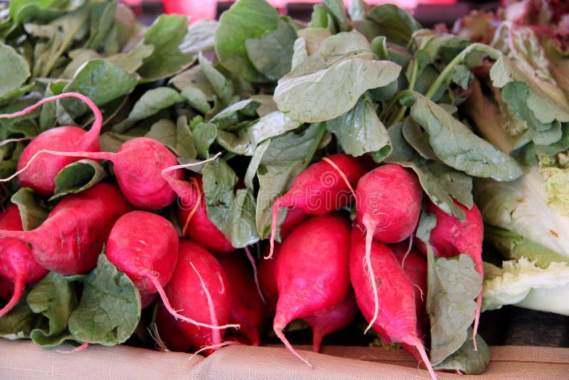 Ravanello rosso fotografia stock. Immagine di raccolta - 32803014