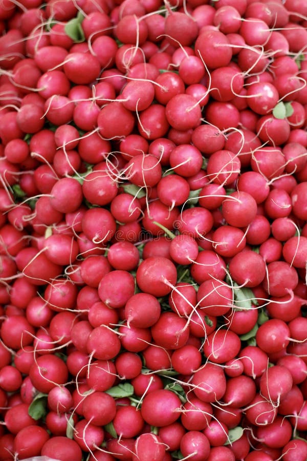 Ravanello rosso immagine stock. Immagine di sabato, preso - 77727225