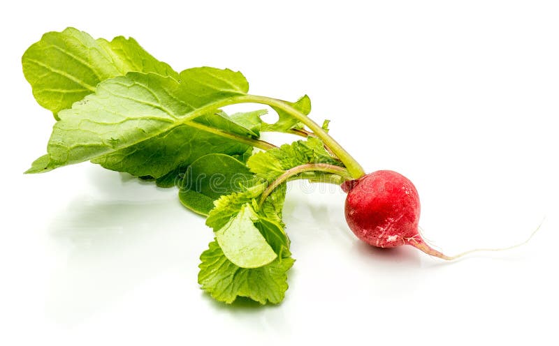 Ravanello rosso isolato fotografia stock. Immagine di chiusura - 103873326