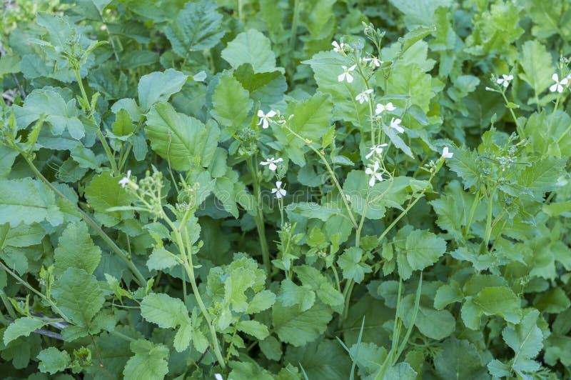 Ravanello selvaggio immagine stock. Immagine di fiore - 39643957