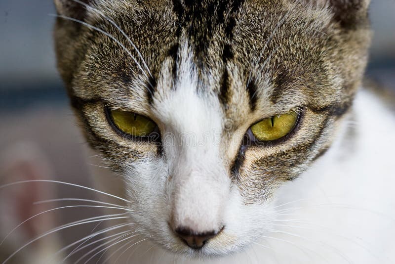 Rave cat stock image. Image of taiwan, evil, wildcat - 12074771