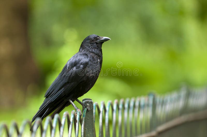 Raven Profile stock photo. Image of banff, gawk, look, national - 290696