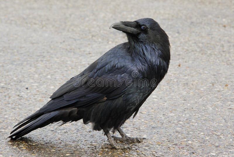 Raven stock photo. Image of mountain, animal, wildlife - 1973978
