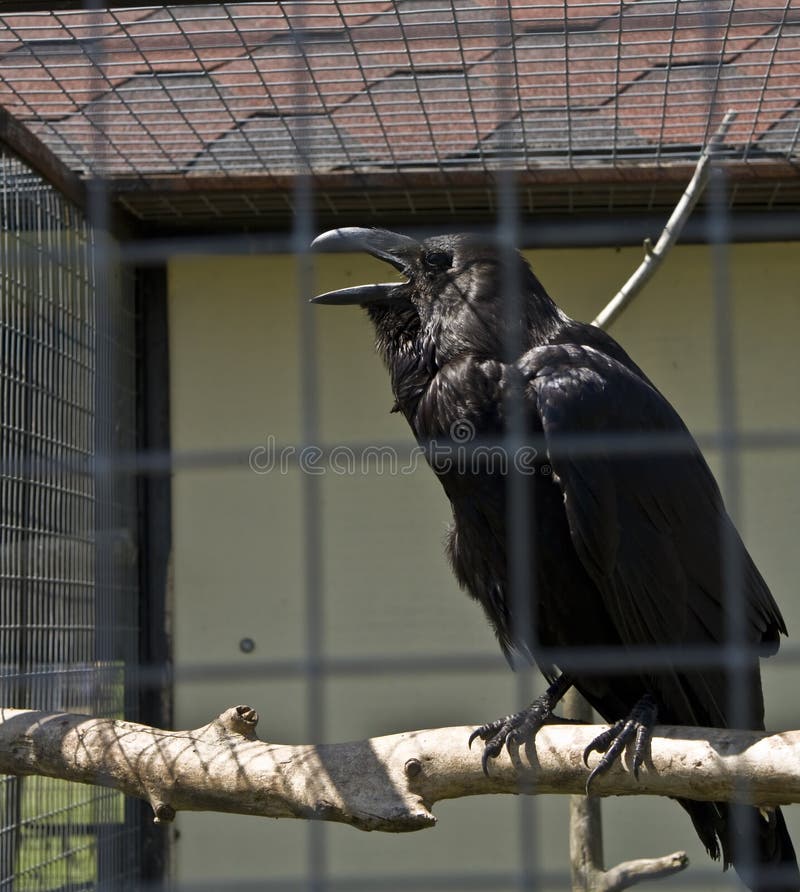 Raven stock photo. Image of corax, fauna, raven, bird - 20545894