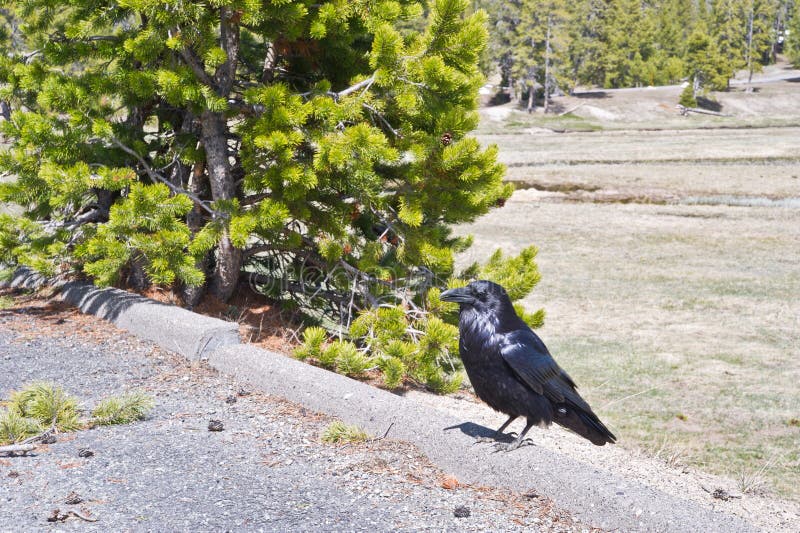 Raven stock photo. Image of scavenger, avian, wildlife - 24512354