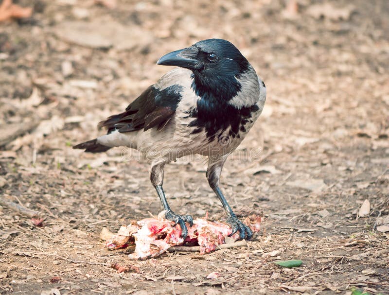 Raven stock image. Image of nature, outdoors, park, wildlife - 24933247