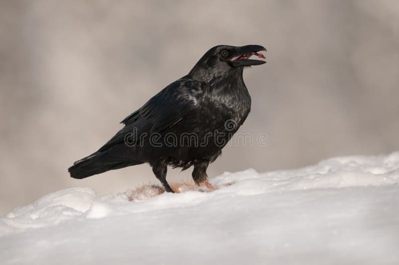 Ravens in love stock photo. Image of color, careful, engaged - 30222494