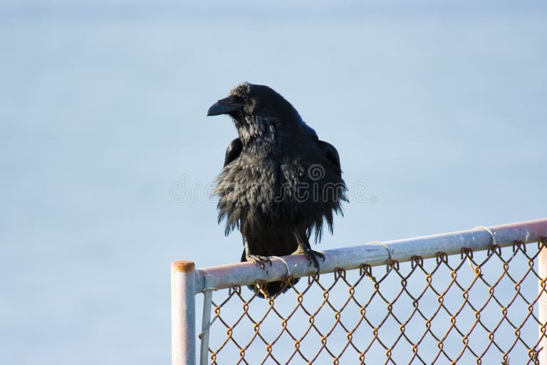 1,473 Raven Fence Stock Photos - Free & Royalty-Free Stock Photos from ...