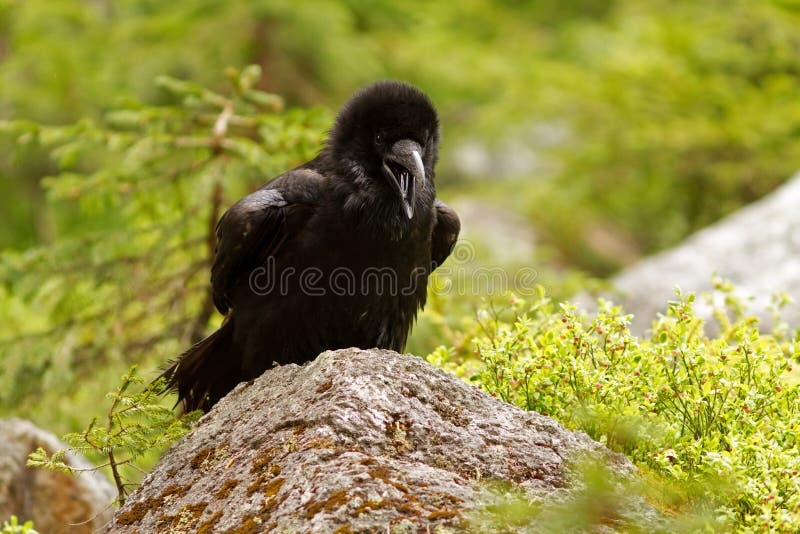 Raven stock photo. Image of dark, sitting, wildlife, feather - 27139346