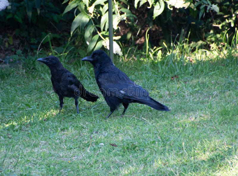 Adult Raven and Baby Fledgling Raven on the Grass Stock Image - Image ...