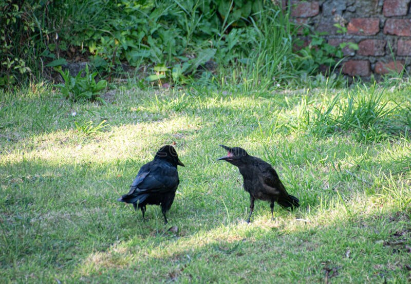 Adult Raven and Baby Fledgling Raven on the Grass Stock Photo - Image ...