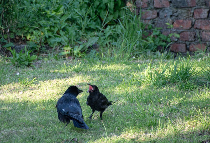 Adult Raven and Baby Fledgling Raven on the Grass Stock Photo - Image ...
