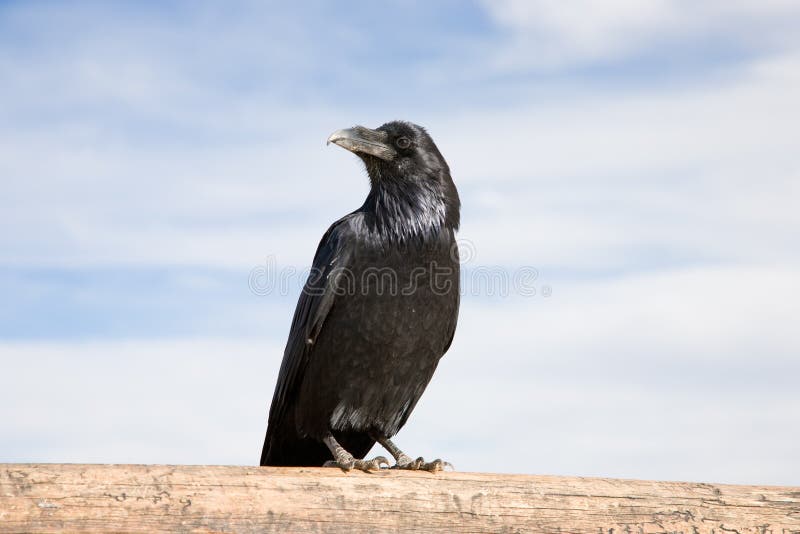 Raven walking stock photo. Image of walking, black, fence - 4888