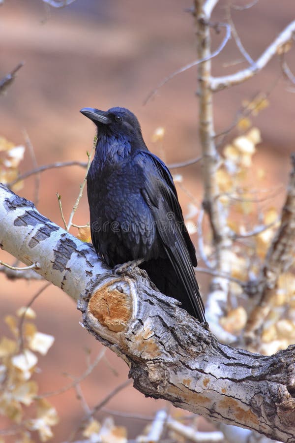 Raven stock photo. Image of bird, utah, animal, raven - 4357088