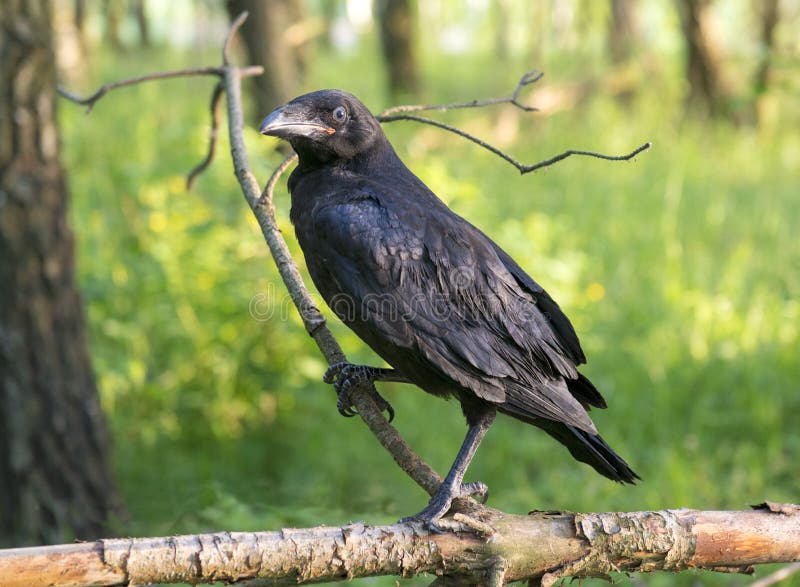 196 Crowl Stock Photos - Free & Royalty-Free Stock Photos from Dreamstime