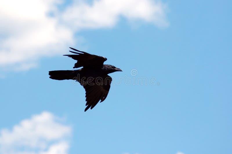 5,593 Flying Raven Stock Photos - Free & Royalty-Free Stock Photos from ...