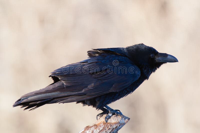 Raven Against Yellow Background Stock Image - Image of wilde, raven ...