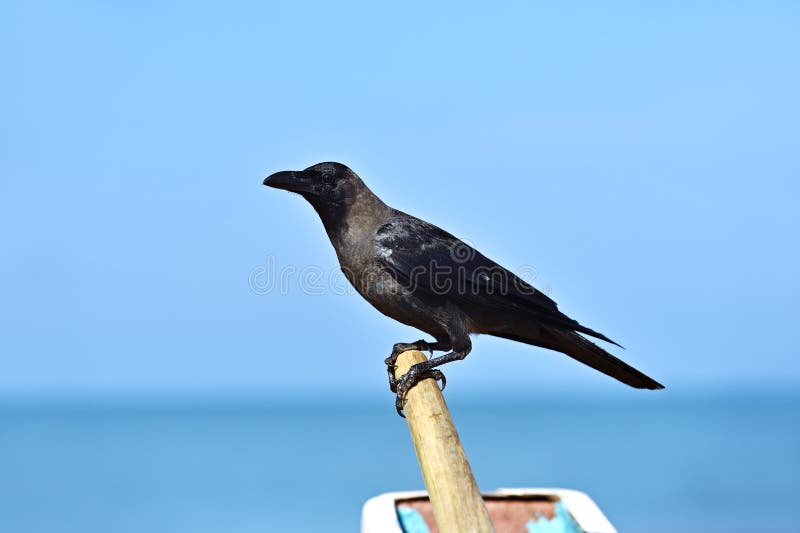 Raven stock photo. Image of africa, habitat, cities, vilpatu - 50962942
