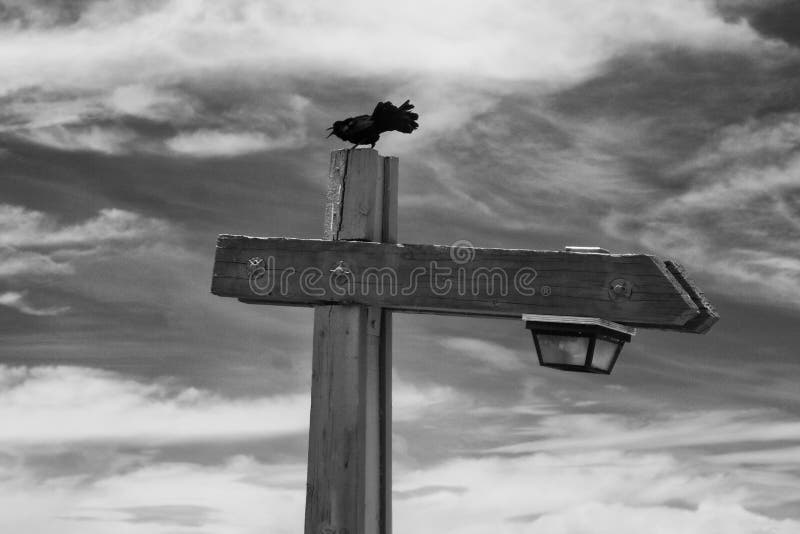 Raven Atop a Lamp Post, Infrared Stock Photo - Image of misty, morro ...