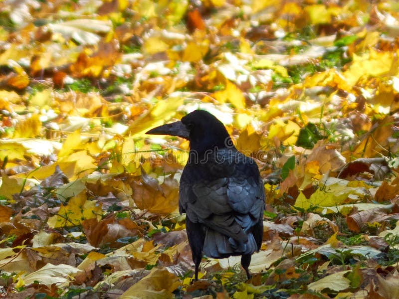 Raven in the autumn forest stock image. Image of europe - 243656373