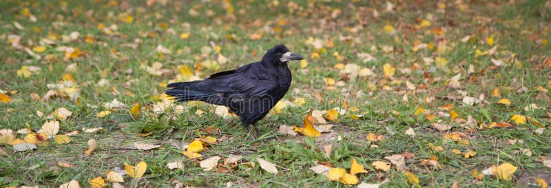 A Raven on an Autumn Lawn with Fallen Leaves. a Black Raven Walks ...