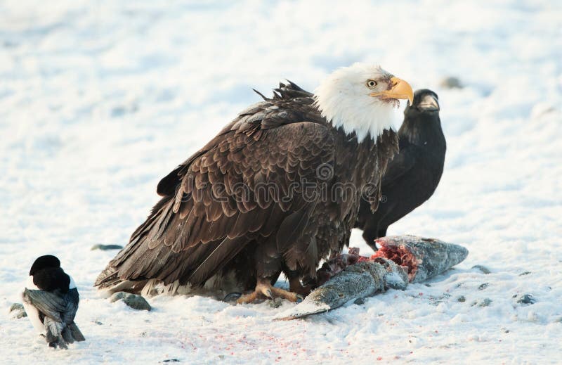 The Raven and Bald eagle stock photo. Image of haliaeetus - 78385010