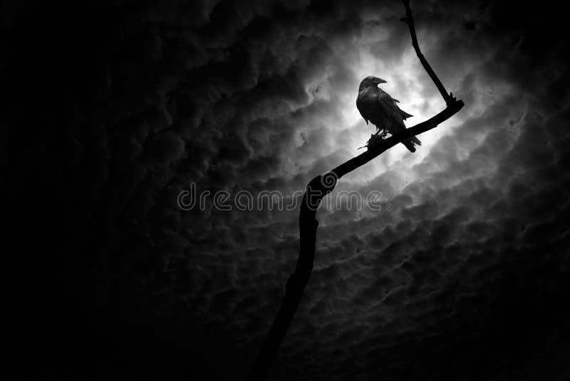 Raven on the Night Sky stock photo. Image of moon, black - 27148410