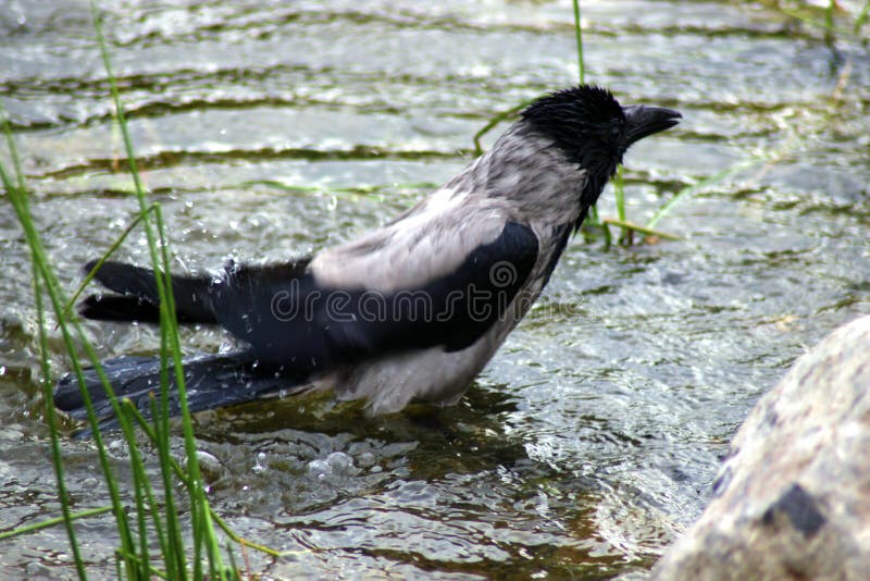 Raven Bathing at the Lake Side Stock Image - Image of bird, bathing ...