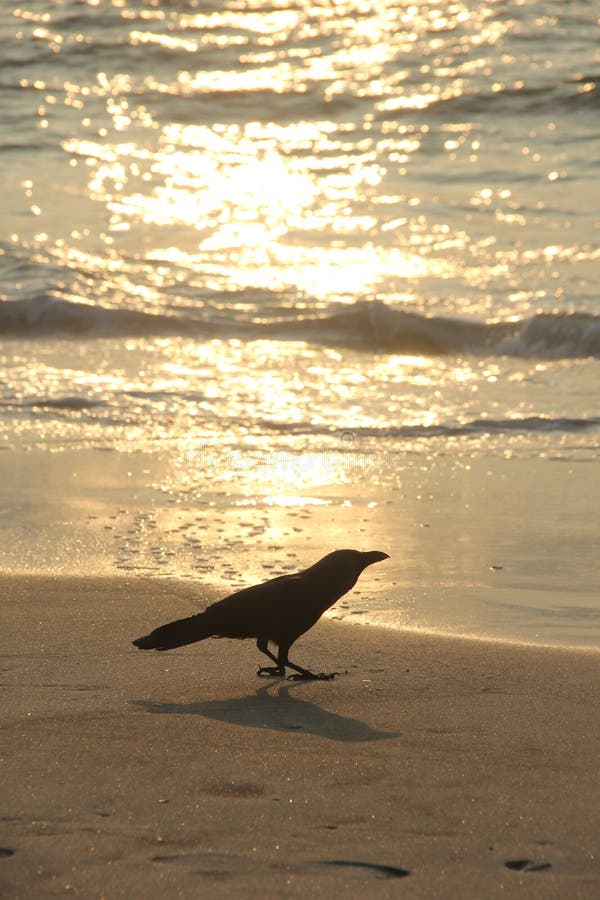 Raven at sunset stock photo. Image of figment, past, eyes - 61311088