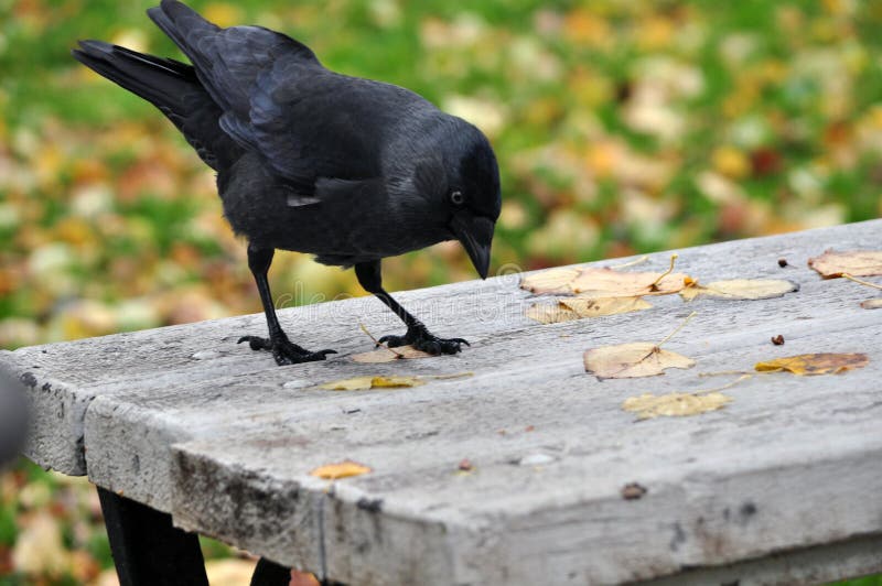 Raven stock photo. Image of raven, bird, autumn, leaves - 64244126