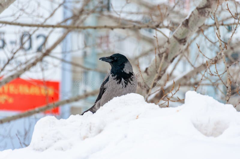 Raven in the snow! stock image. Image of finch, plant - 240922649