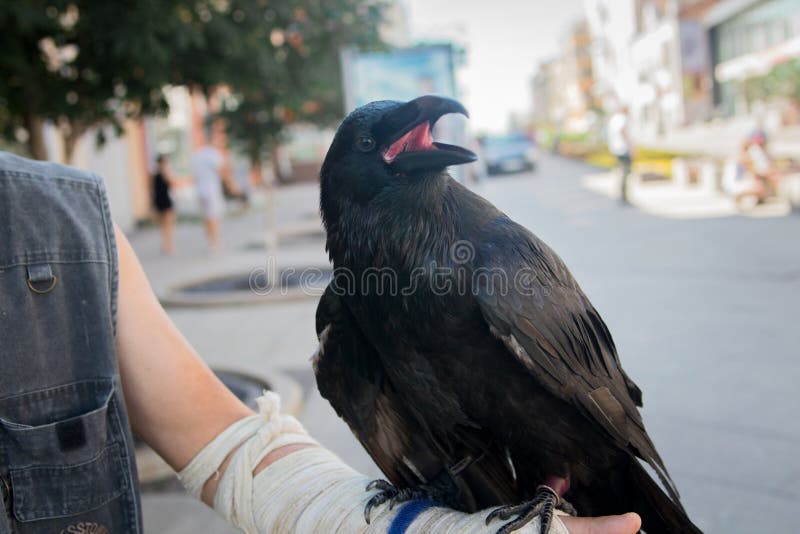 207 Angry Raven Photos - Free & Royalty-Free Stock Photos from Dreamstime