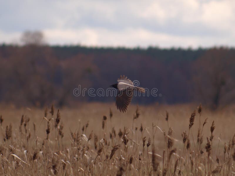 Raven Bird in Flight Above the Ground. Stock Photo - Image of savanna ...