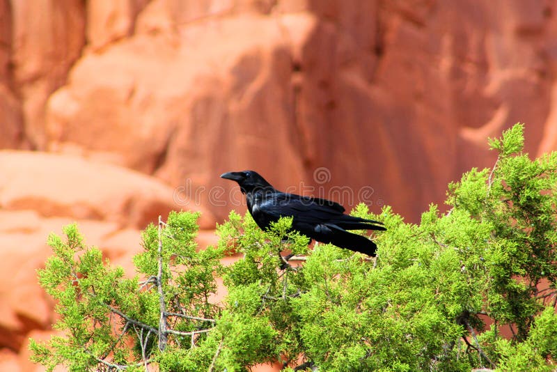 Raven in Arches National Park Stock Photo - Image of resting, arches ...