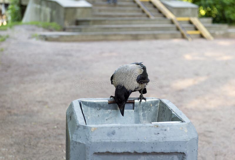 Raven Bird Sitting on the Edge and Looks into the Trash Can Stock Image ...