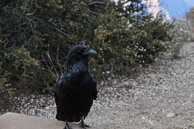 Raven stock photo. Image of musicians, sitting, parades - 64141912