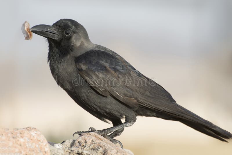 A Raven Bird is Sitting on a Stone and Holding a Bone in Him Beak. Side ...