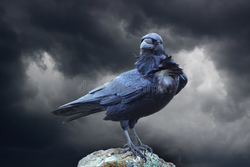 Raven Bird on a Stormy Day stock photo. Image of wind - 145438618