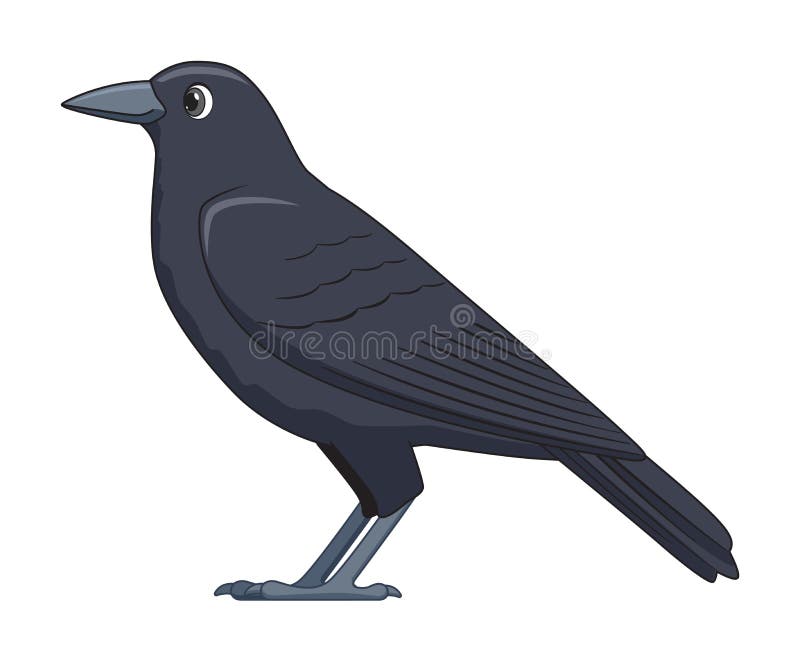 Raven Bird on a White Background Stock Vector - Illustration of rook ...
